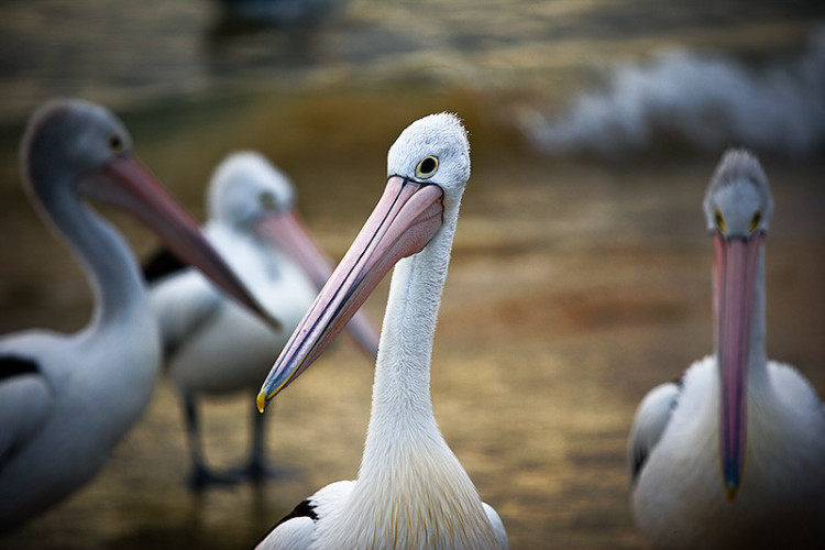 High Resolution Australian Stock Images - Royalty Free Photos for Web ...