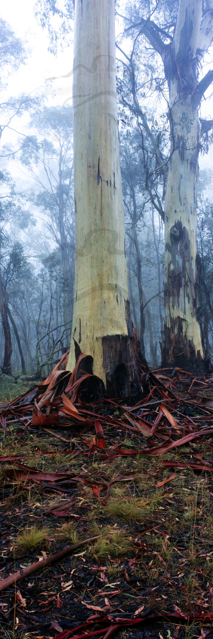 Alpine Snow Gums High Resolution Stock Images - NSW High Country Photos ...